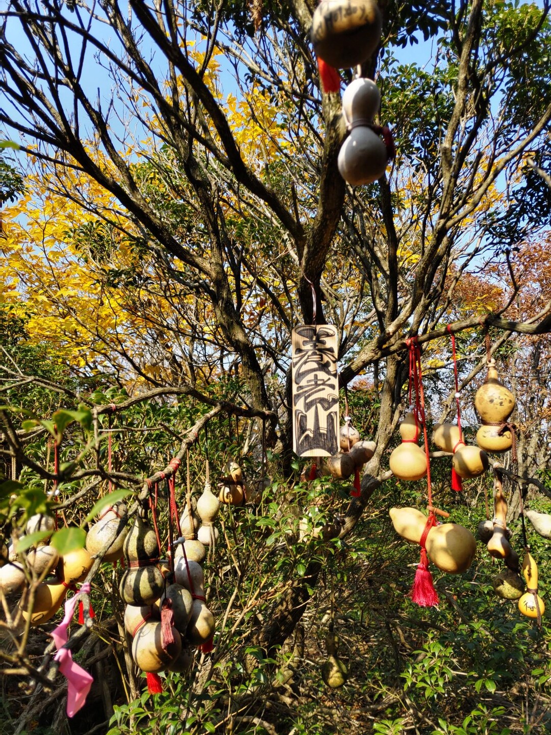 三方山・小倉山・養老山・北尾根P826峰 / さくらさんの養老山・笙ヶ岳・三方山の活動データ | YAMAP / ヤマップ