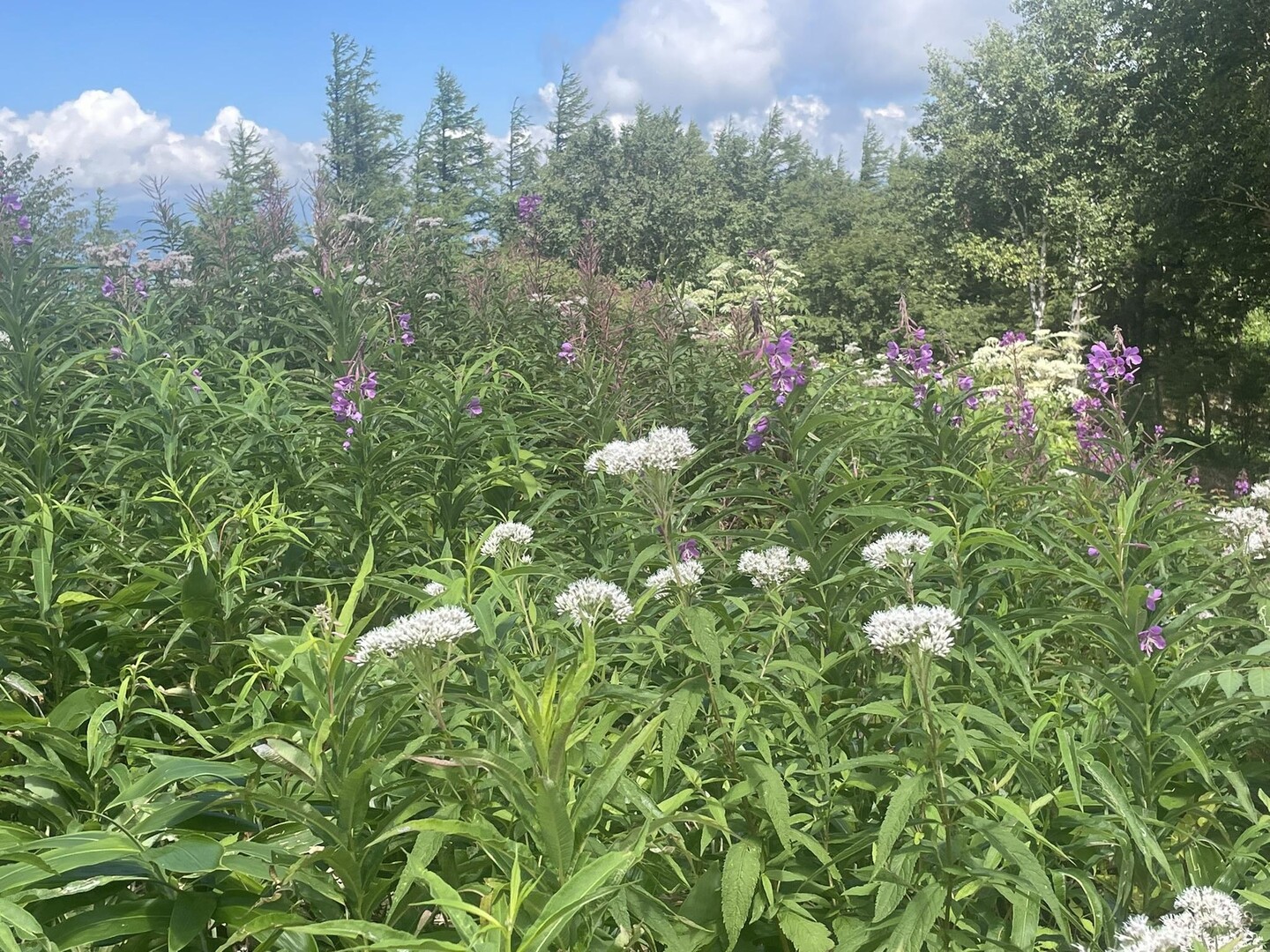 二百名山⛰️経ヶ岳は花の楽園でした🌼🌸🪻 / akkoさんの経ヶ岳・坊主岳の活動データ | YAMAP / ヤマップ