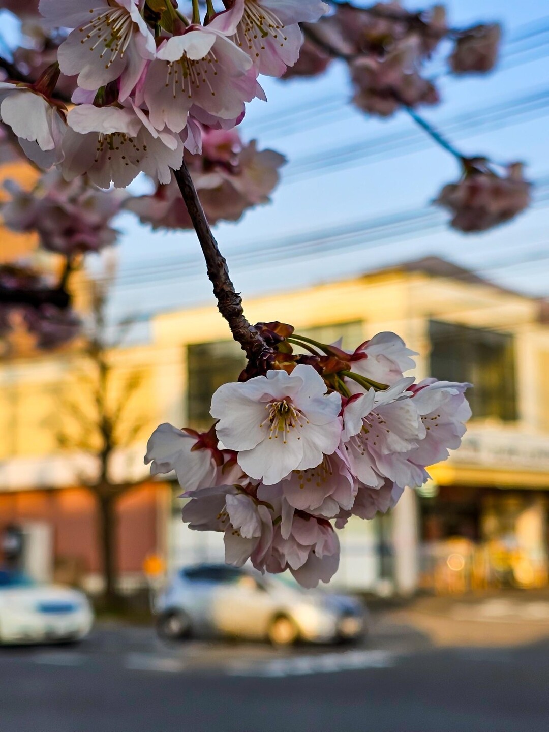 修学院イオン前の桜。この子は毎年この周辺... / 日本太郎さんのモーメント | YAMAP / ヤマップ
