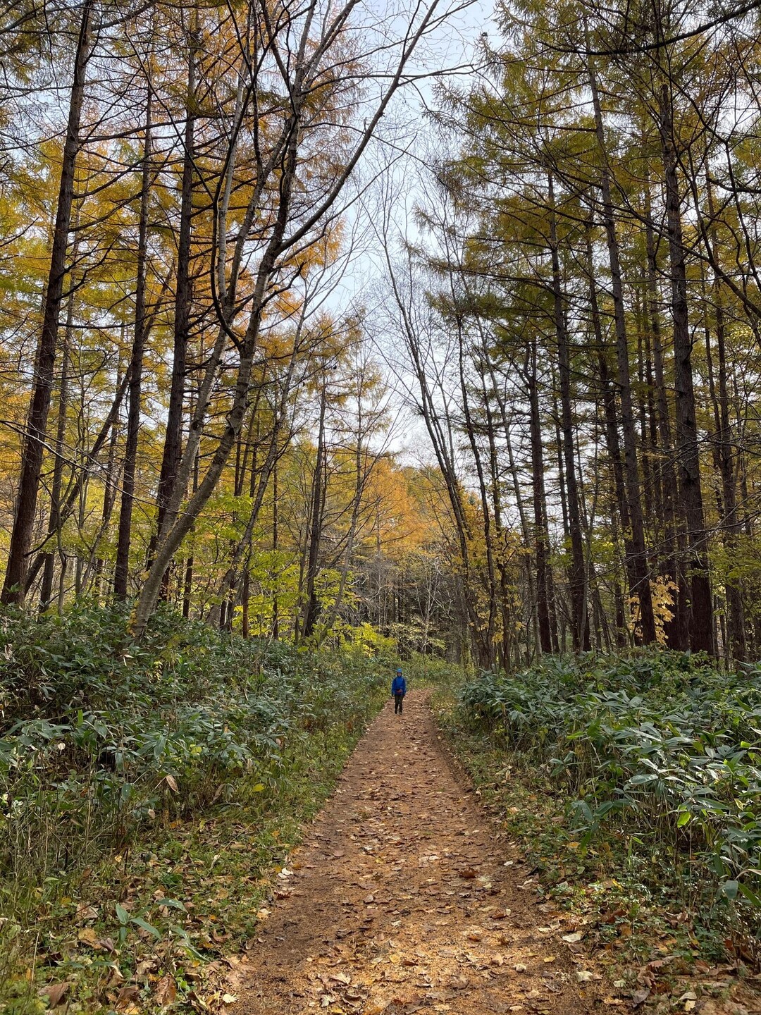 久々〜手稲山 / Hiker K2さんの手稲山・奥手稲山の活動データ | YAMAP / ヤマップ