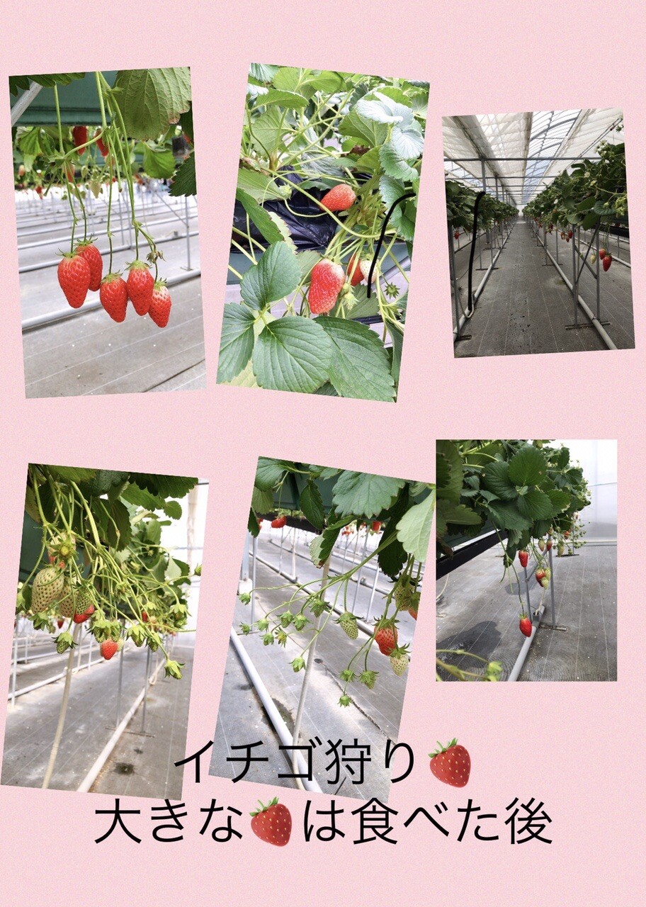 大きな苺は食べましたので写ってません😊... / kanapさんのモーメント | YAMAP / ヤマップ