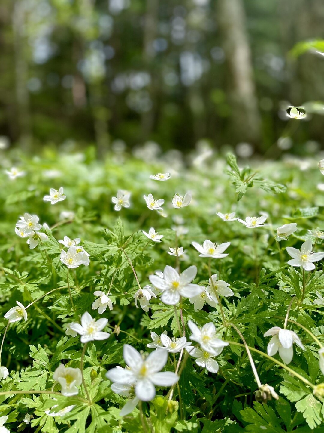 母を連れて行きたくて病院主催の春のウォー... / hamiさんのモーメント | YAMAP / ヤマップ