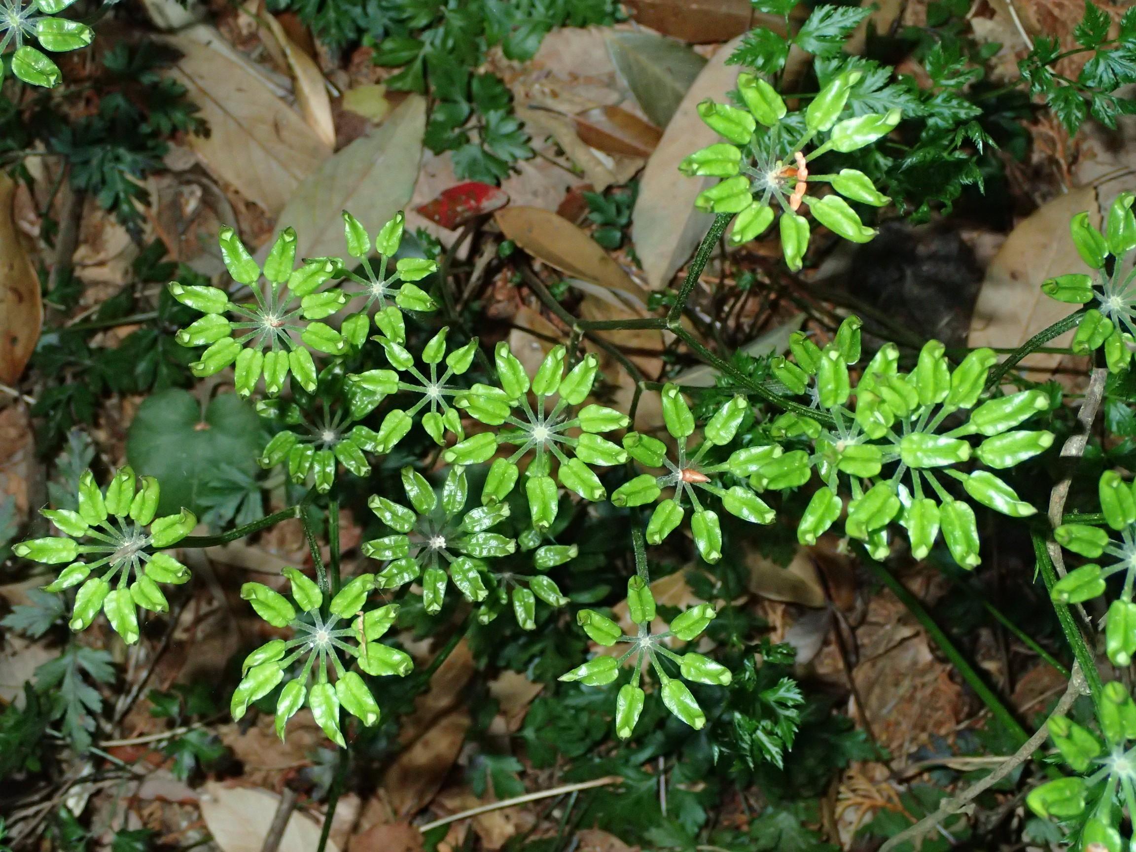 その後のセリバオウレン。結構面白い形に育... / ryuさんのモーメント | YAMAP / ヤマップ