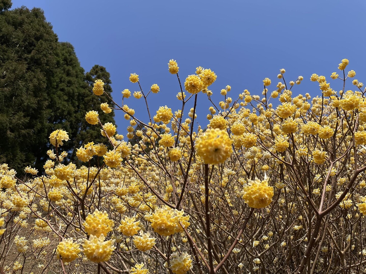 屋敷山のミツマタ🌼花桃🚃🌸etc / りこさんの根本山・熊鷹山・氷室山の活動データ | YAMAP / ヤマップ