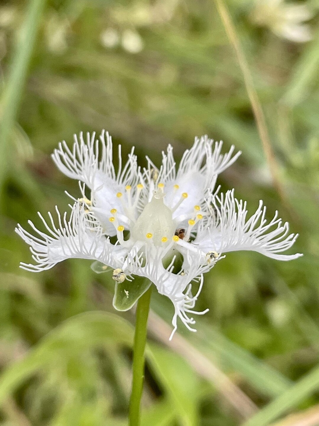 明智の森 / hamiさんの屏風山の活動データ | YAMAP / ヤマップ