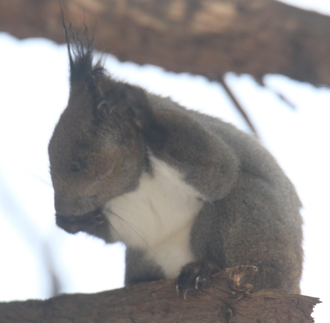 本日はまた仕事の隙間時間に豊平公園を散策... / rukamakiさんのモーメント | YAMAP / ヤマップ