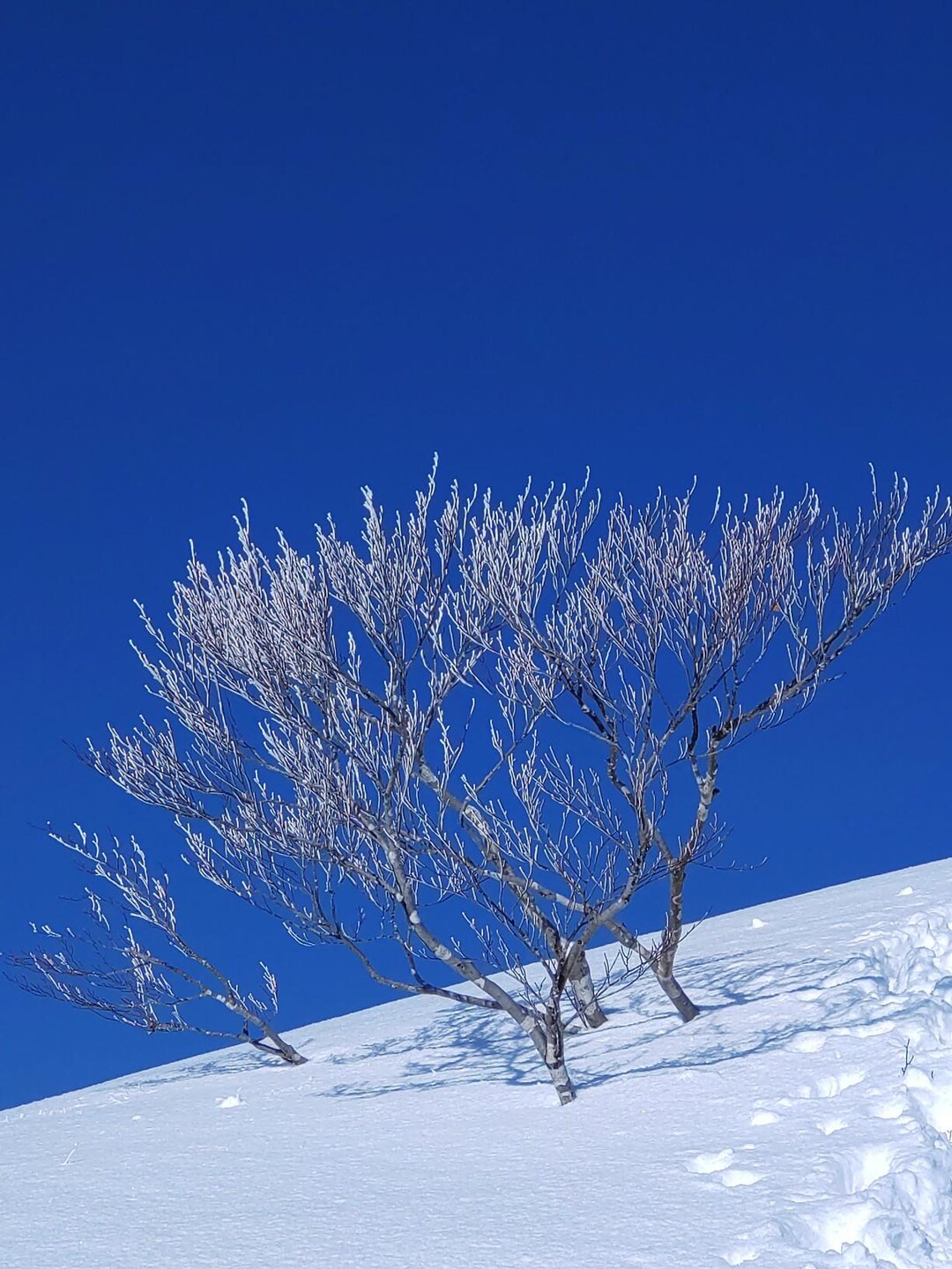 五頭山 6-2 / P-kanさんの角田山の活動日記 | YAMAP / ヤマップ
