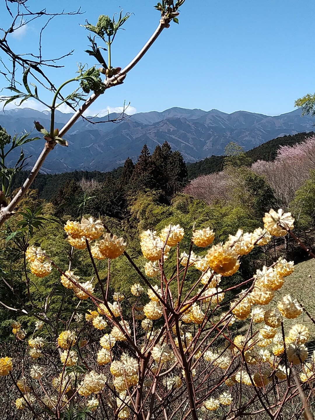 ツツジ山・関八州見晴台・スカリ山・愛宕山(正丸駅→武蔵横手駅) / 510さんの関八州見晴台の活動日記 | YAMAP / ヤマップ