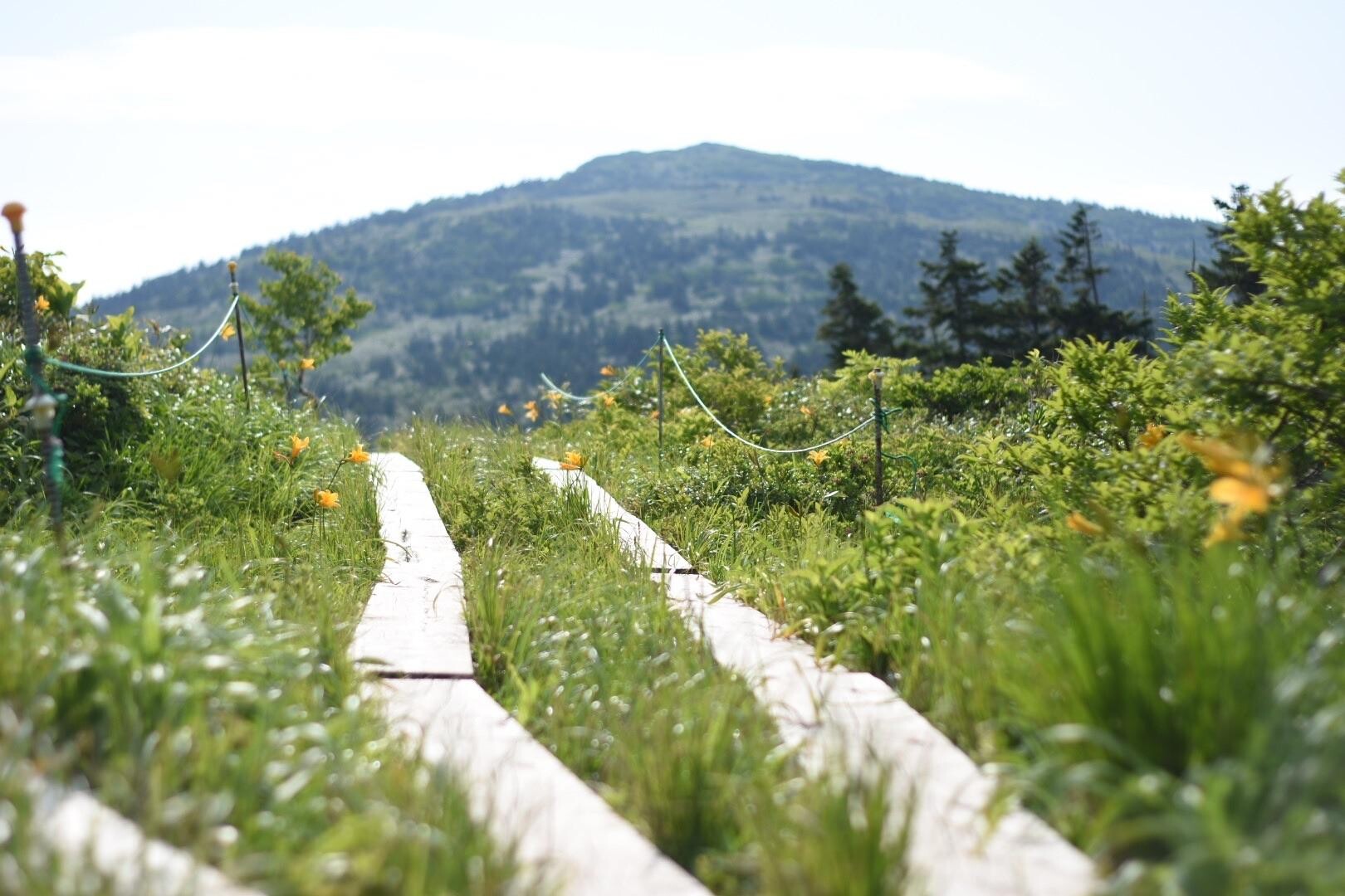 【秋田・森吉山】7/3高山植物開花状況🌸 / yanagi_outdoorさんの森吉山の活動データ | YAMAP / ヤマップ