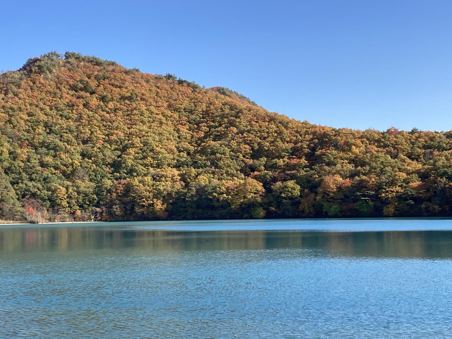 鳴子潟沼周辺の紅葉(Live) / sanpo1210さんのモーメント | YAMAP / ヤマップ