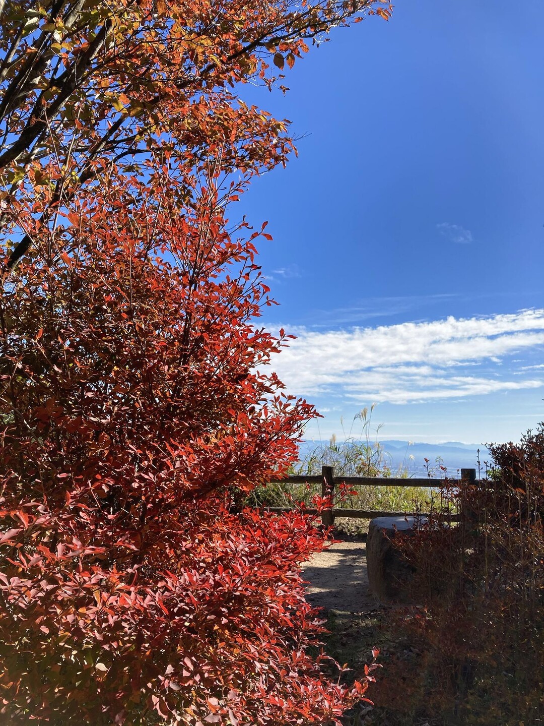 六甲山の紅葉狩🍁カミカ茶屋のモーニング☕️😋色々欲張り山行🏞️🌸🎶東お多福山•観音山 / chieさんの六甲山・長峰山・摩耶山の活動データ | YAMAP / ヤマップ