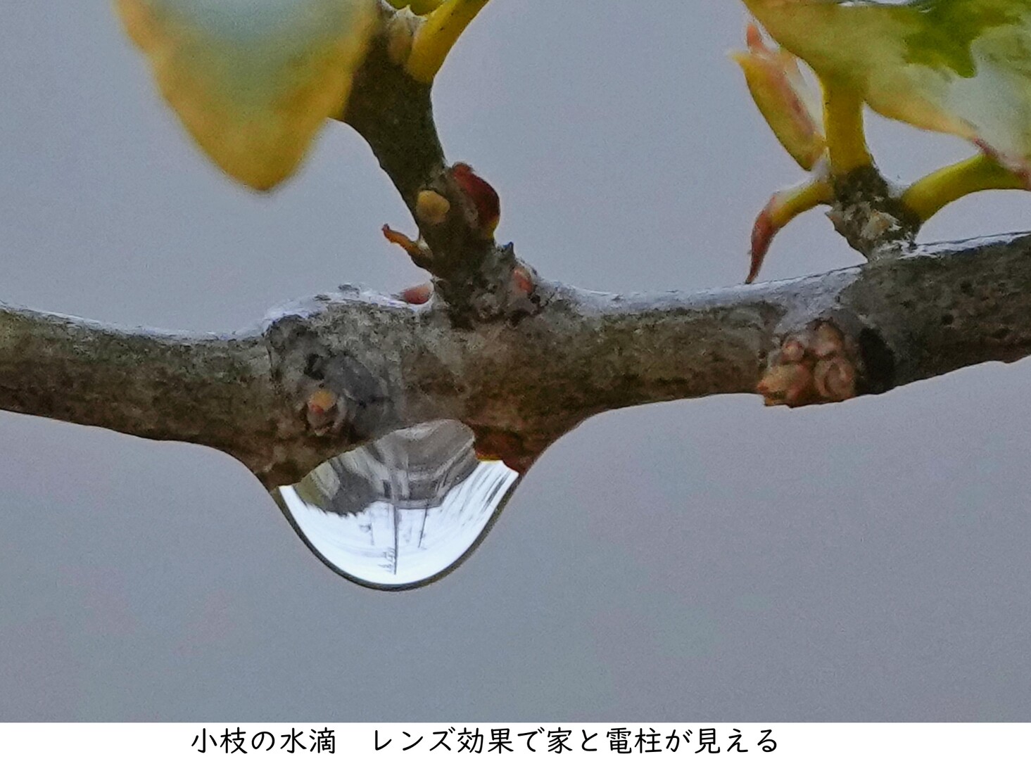 今日は雨☔でも散歩📷🐦🌸 雨の日... / アキチャン1491さんのモーメント | YAMAP / ヤマップ