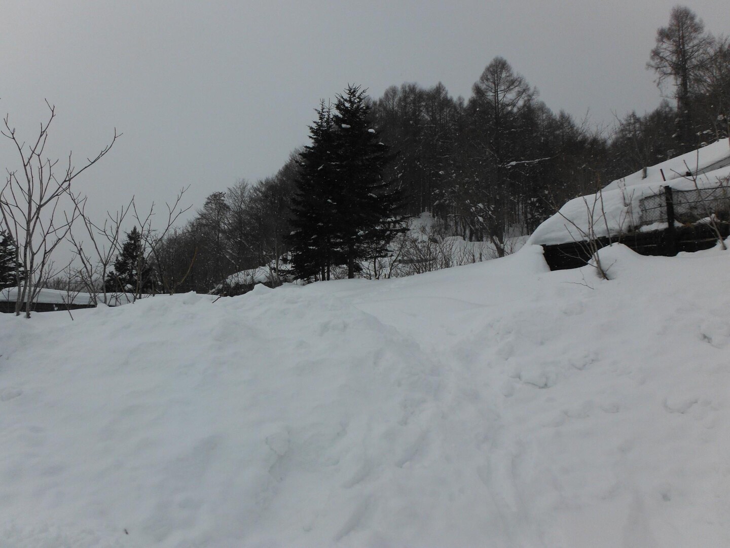 鳩ノ巣山-2024-01-20 / tana-botaさんの冷水山の活動データ | YAMAP / ヤマップ