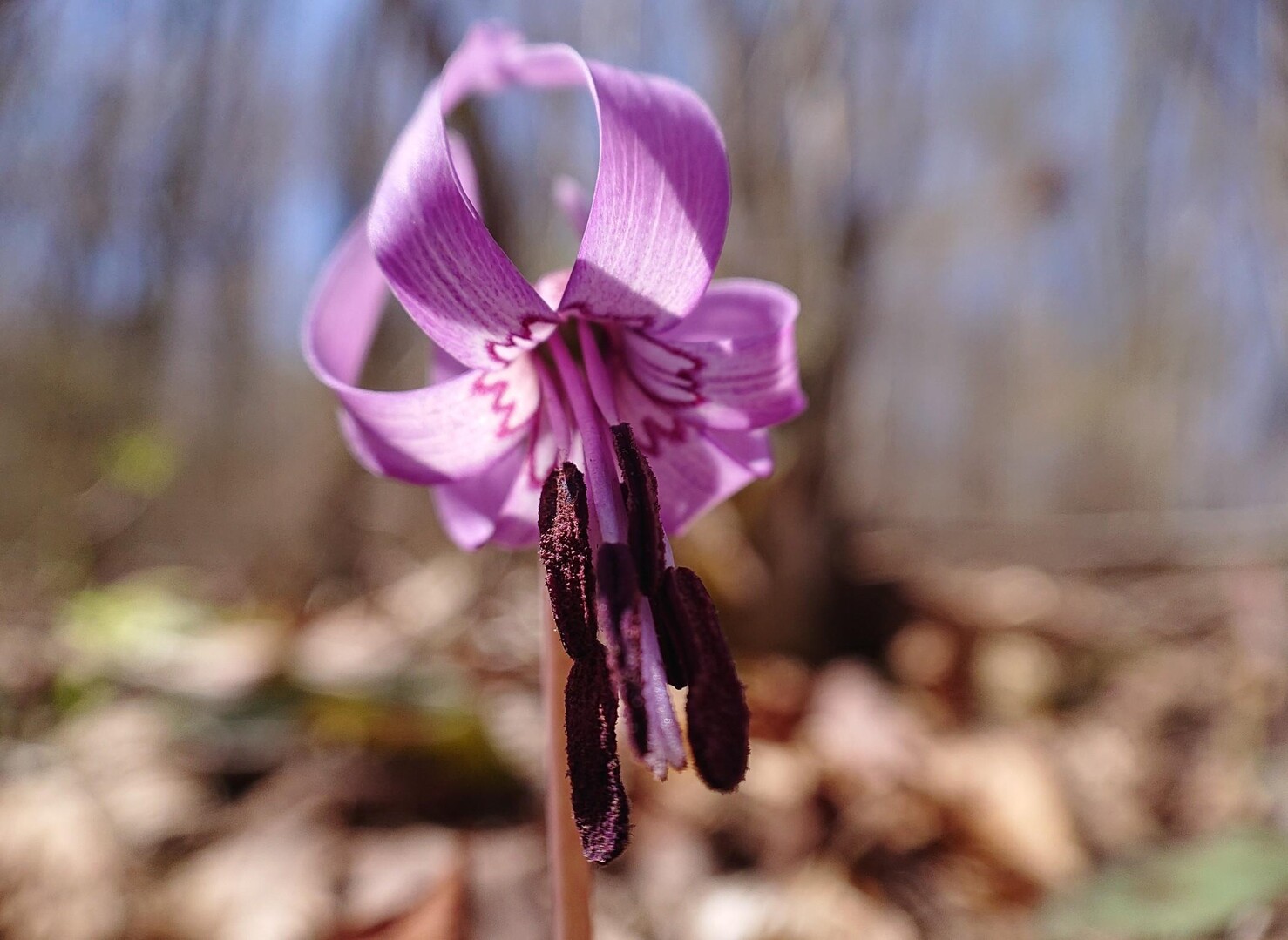 お花たくさんの里山 霧訪山・たきあらしの峰・大芝山・洞ヶ峰 / erikoさんの霧訪山・大芝山・鳴雷山の活動日記 | YAMAP / ヤマップ