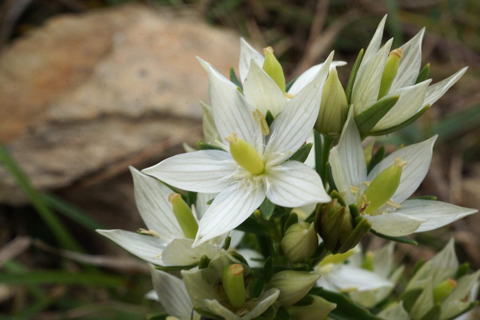 シロバナ Again / Gyuさんの天山の活動データ | YAMAP / ヤマップ