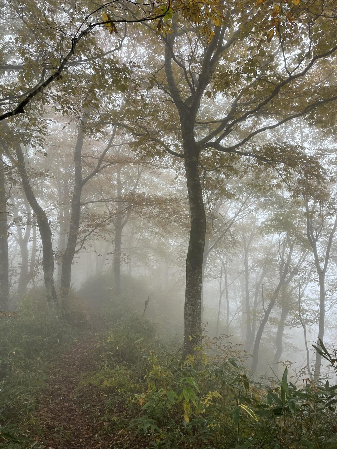 東根山・不動岳 / shu.f.oさんの南昌山・東根山・箱ヶ森の活動データ | YAMAP / ヤマップ