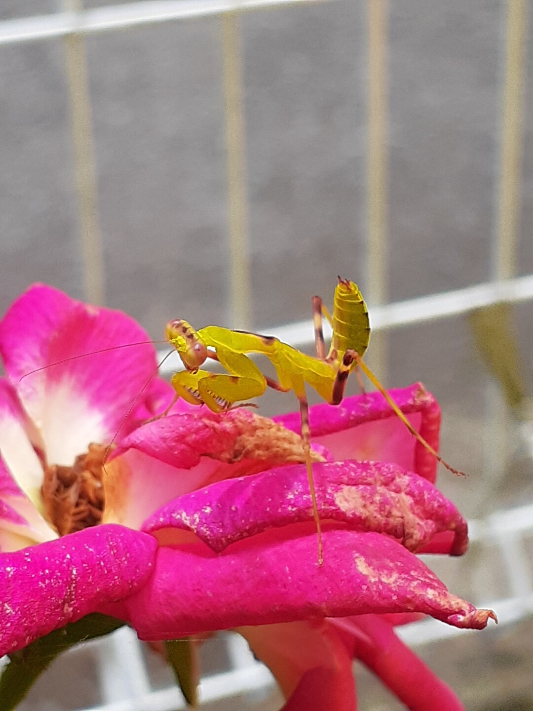 ちっこいが、敵意むき出し！ 今日も微妙... / ko usさんのモーメント | YAMAP / ヤマップ