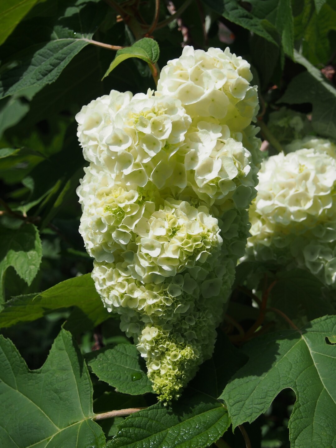 塩船観音寺にアジサイを見に行ってきました... / iwakoさんのモーメント | YAMAP / ヤマップ