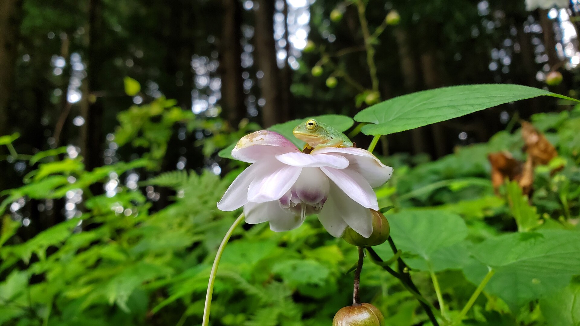 レンゲショウマの上のカエル君🐸 森の... / mozuさんのモーメント | YAMAP / ヤマップ