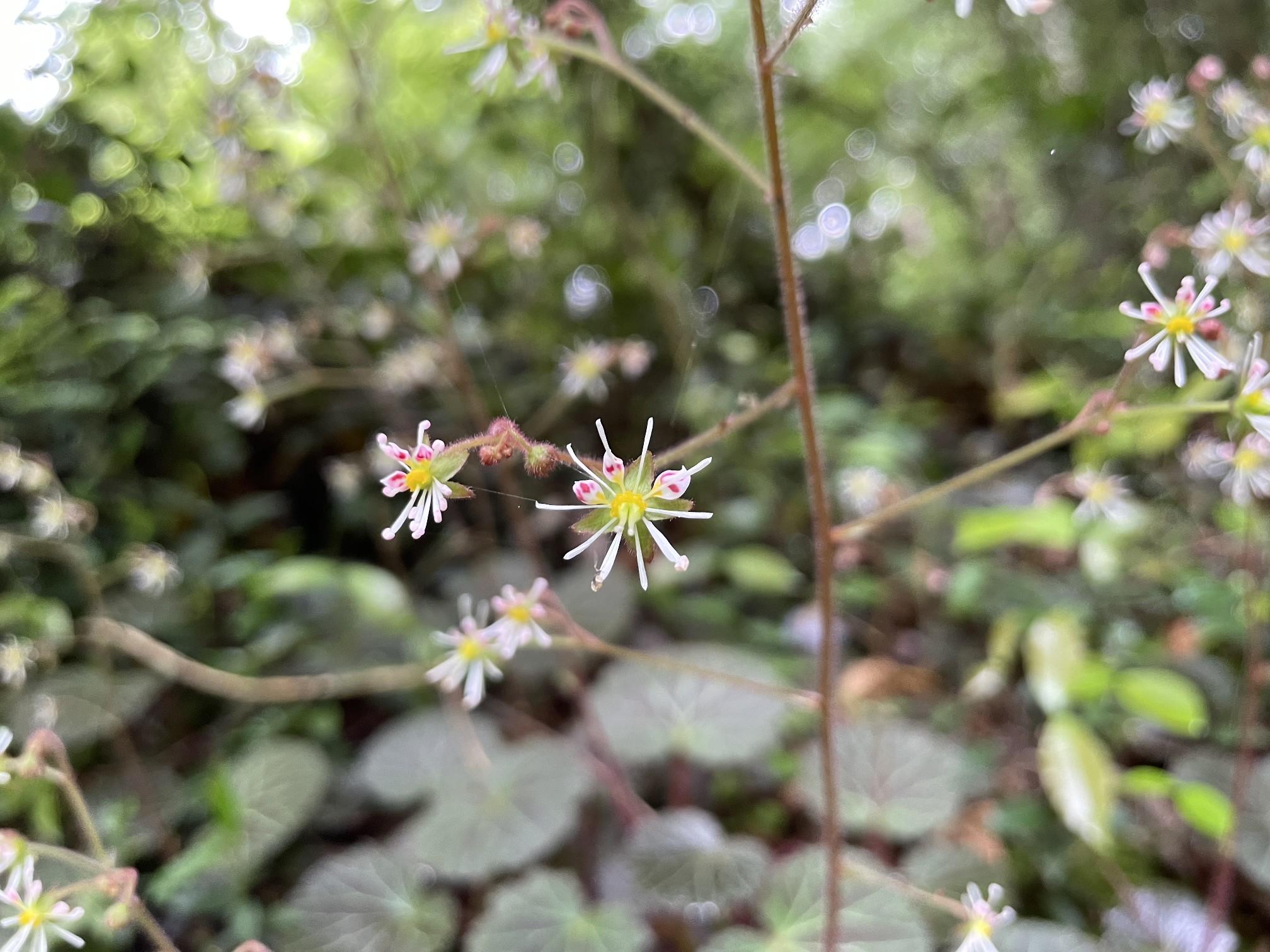 ホシザキユキノシタ。 ま・ん・か・い💮... / YOさんのモーメント | YAMAP / ヤマップ