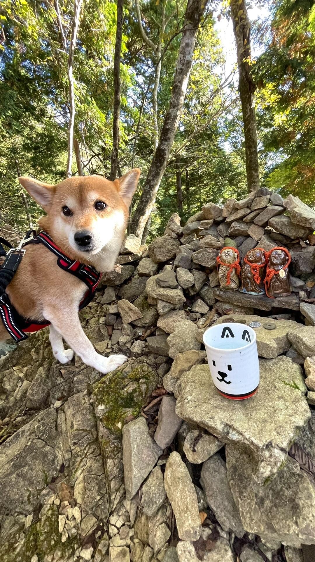 春嶽山・大山 / wild_x_cherryさんの大山の活動データ | YAMAP / ヤマップ