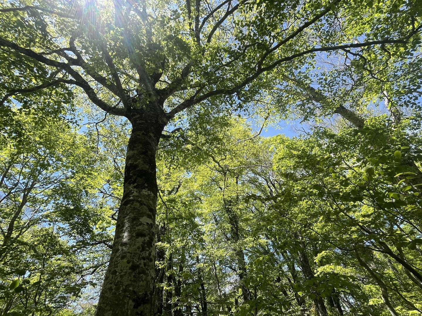 癒しの天生の森 open* ⁎•༚･* / チェリさんの籾糠山の活動日記 | YAMAP / ヤマップ