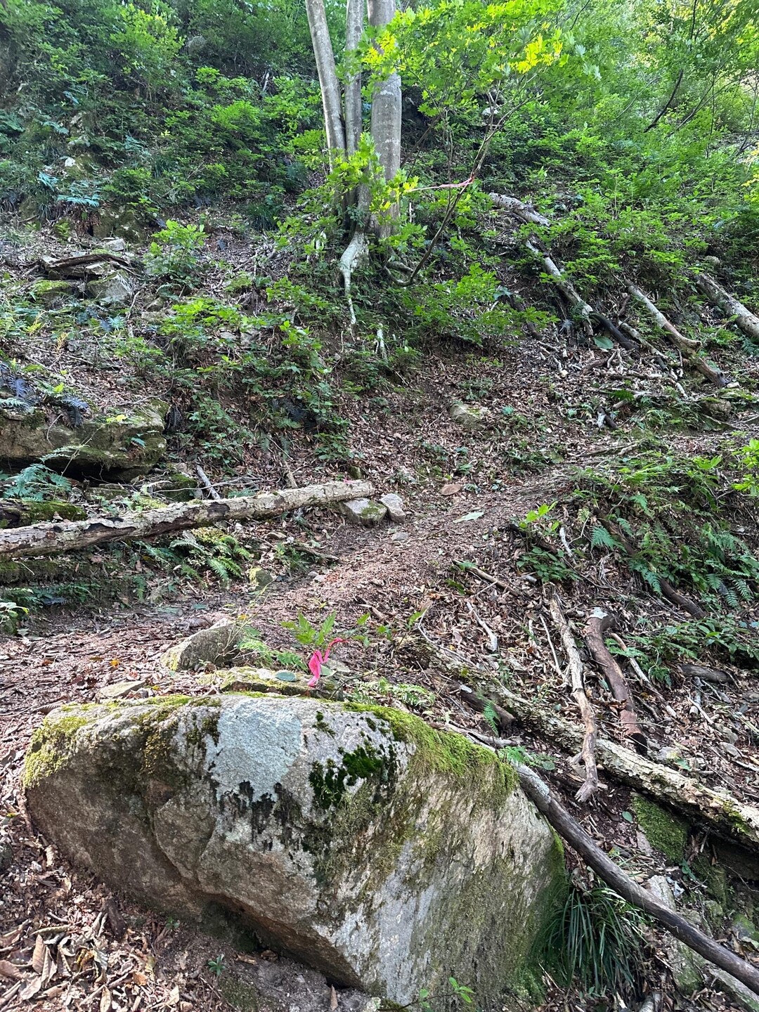 worryさんの投稿したフィールドメモ | YAMAP / ヤマップ