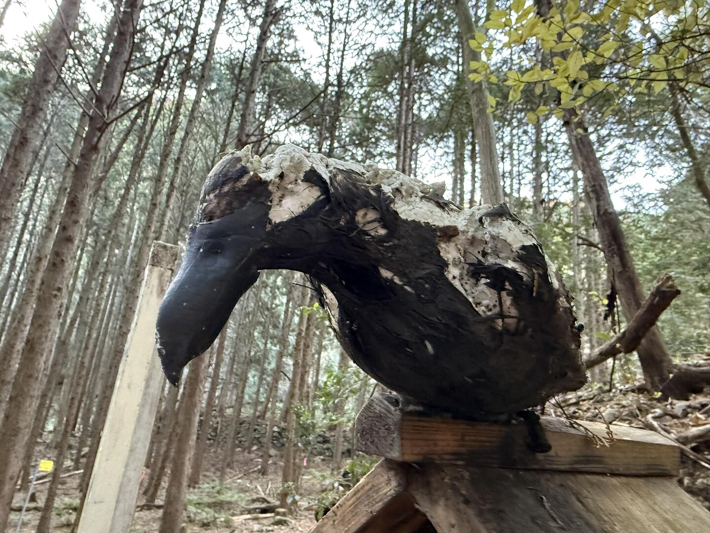 まつさか香肌イレブン第10座 烏岳(からすだけ) / maecciさんの烏岳の活動データ | YAMAP / ヤマップ