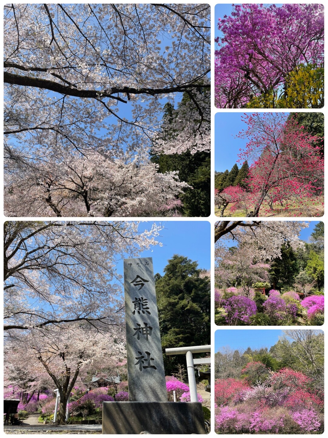 ミツバツツジと桜が見頃の今熊神社から今熊... / Laniさんのモーメント | YAMAP / ヤマップ