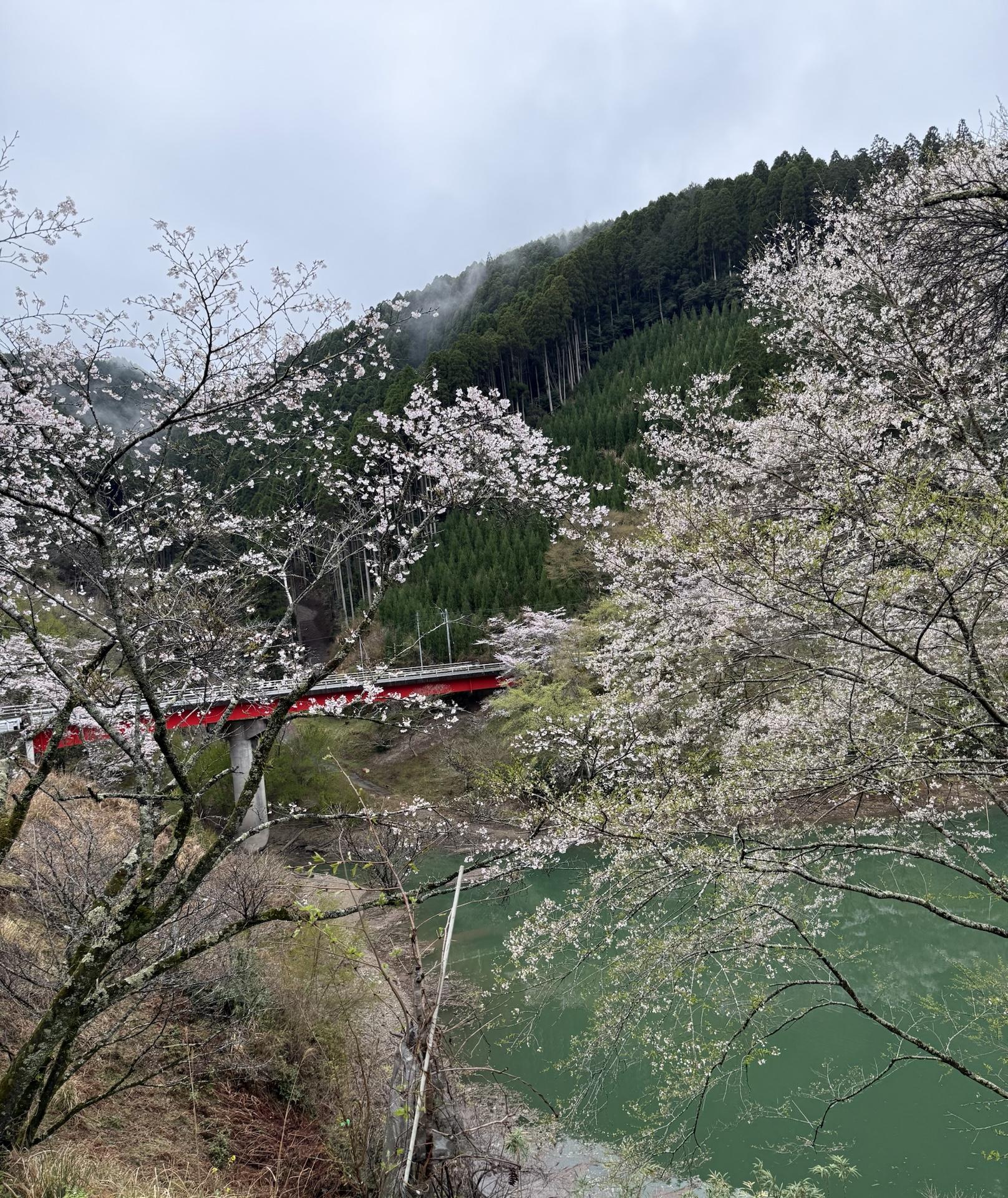 2025.4/2 高山に登った後、市房ダ... / cocoさんのモーメント | YAMAP / ヤマップ