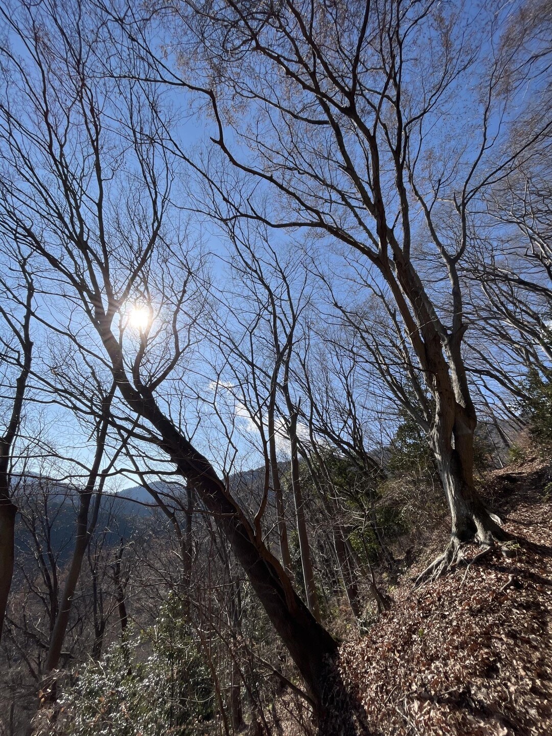 三峰山(大山三峰山)・七沢山 / Lee Vickyさんの大山の活動データ | YAMAP / ヤマップ