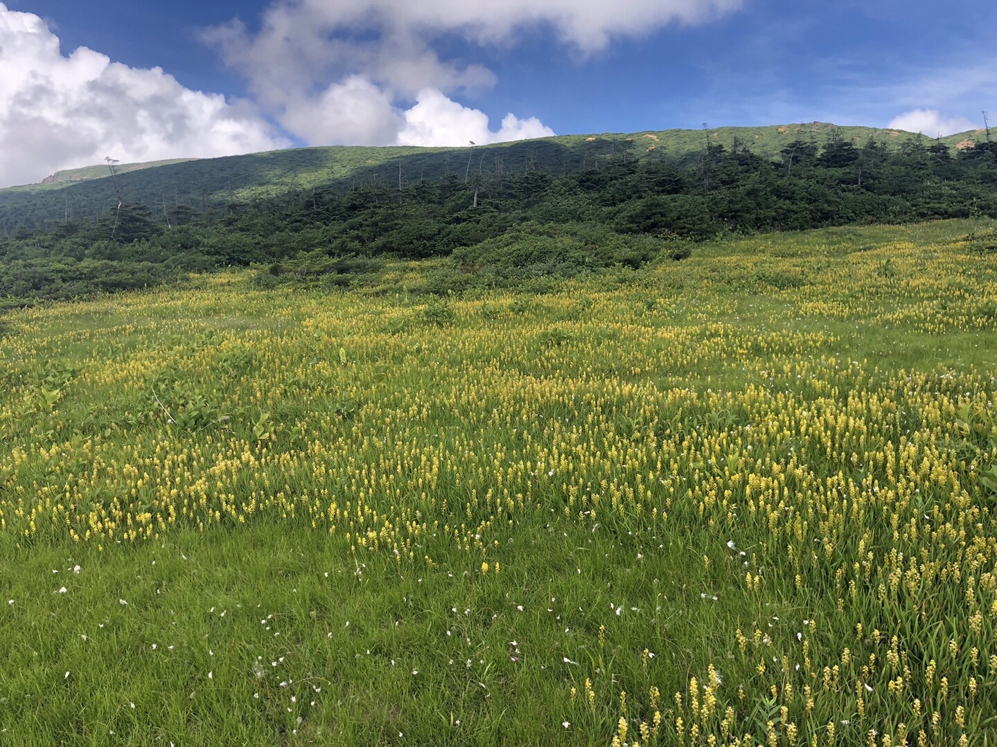 御田ノ神湿原 7/31 / ak,snowさんのモーメント | YAMAP / ヤマップ