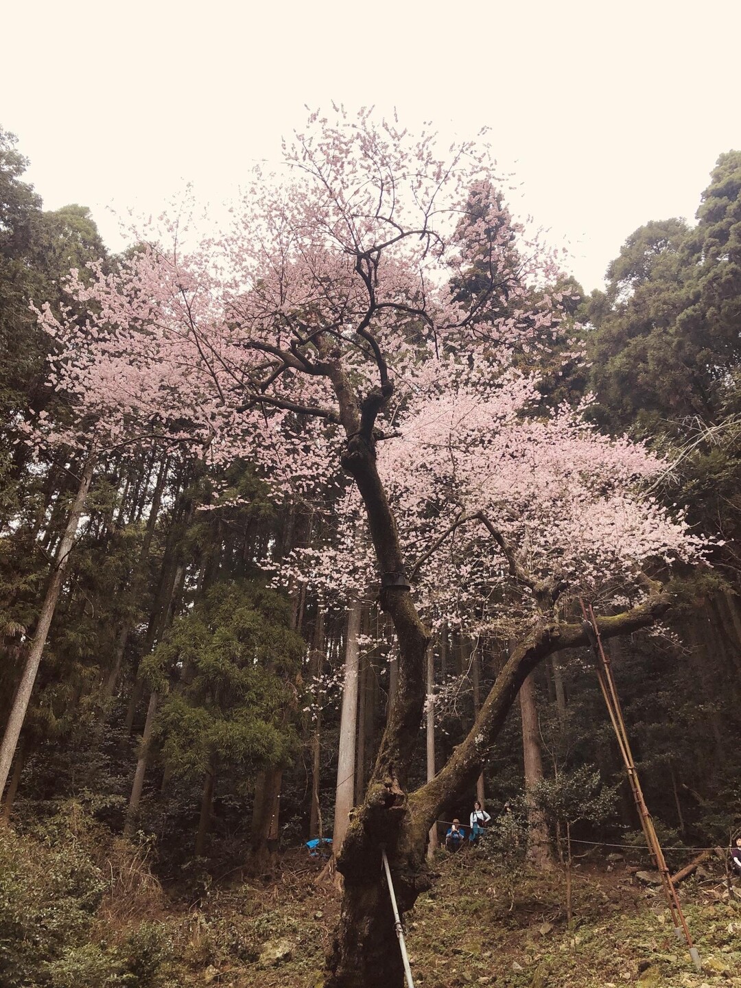 山伏と歩く虎尾桜AND福智山麓歴史道 / aikoさんのハイキングの活動データ | YAMAP / ヤマップ