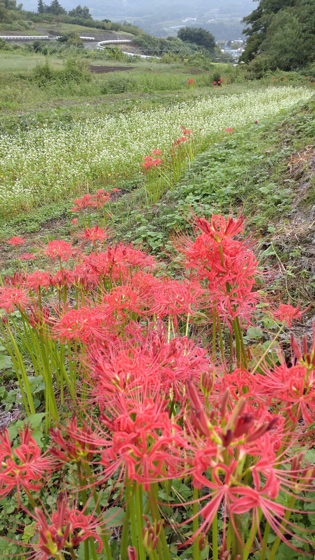 「趣味の農園」の畑に蕎麦の花と彼岸花が... / Y-JJさんのモーメント | YAMAP / ヤマップ