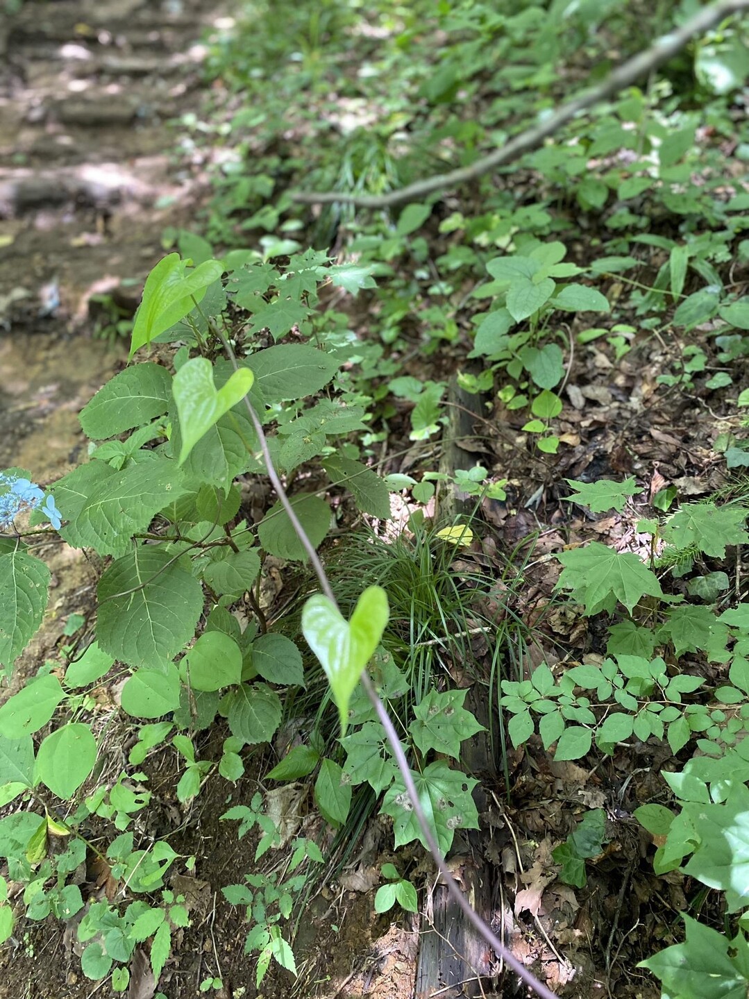 角田山（長者原山） / mamoさんの角田山の活動データ | YAMAP / ヤマップ