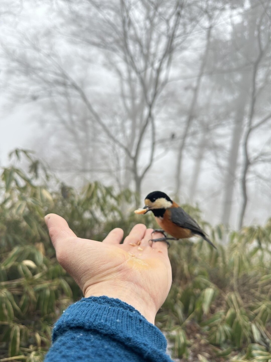 コン⭐︎カツ / digi sanさんの金剛山・二上山・大和葛城山の活動データ | YAMAP / ヤマップ