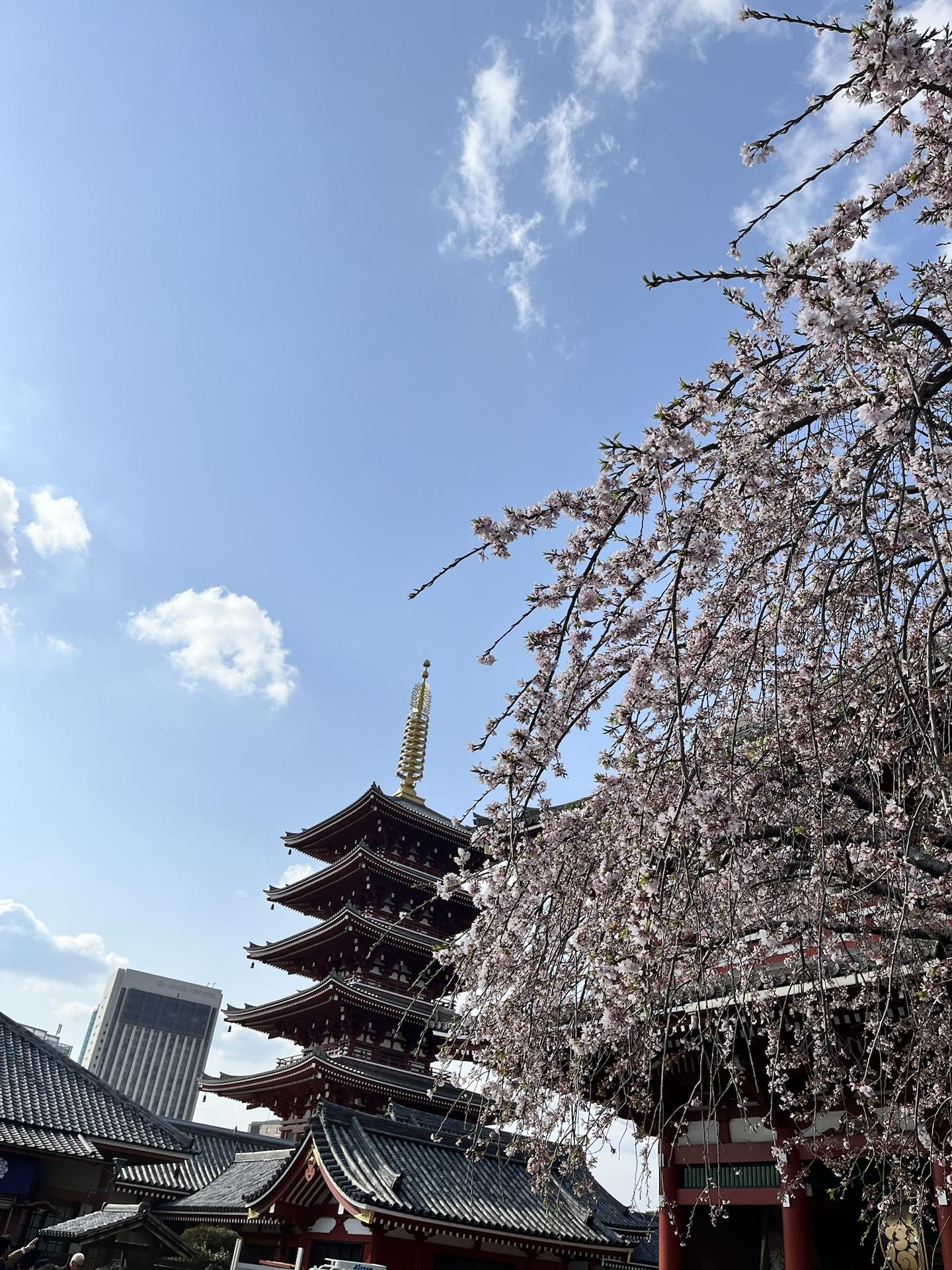 桜 浅草寺の枝垂れと上野公園は満開 もち... / Suginさんのモーメント | YAMAP / ヤマップ
