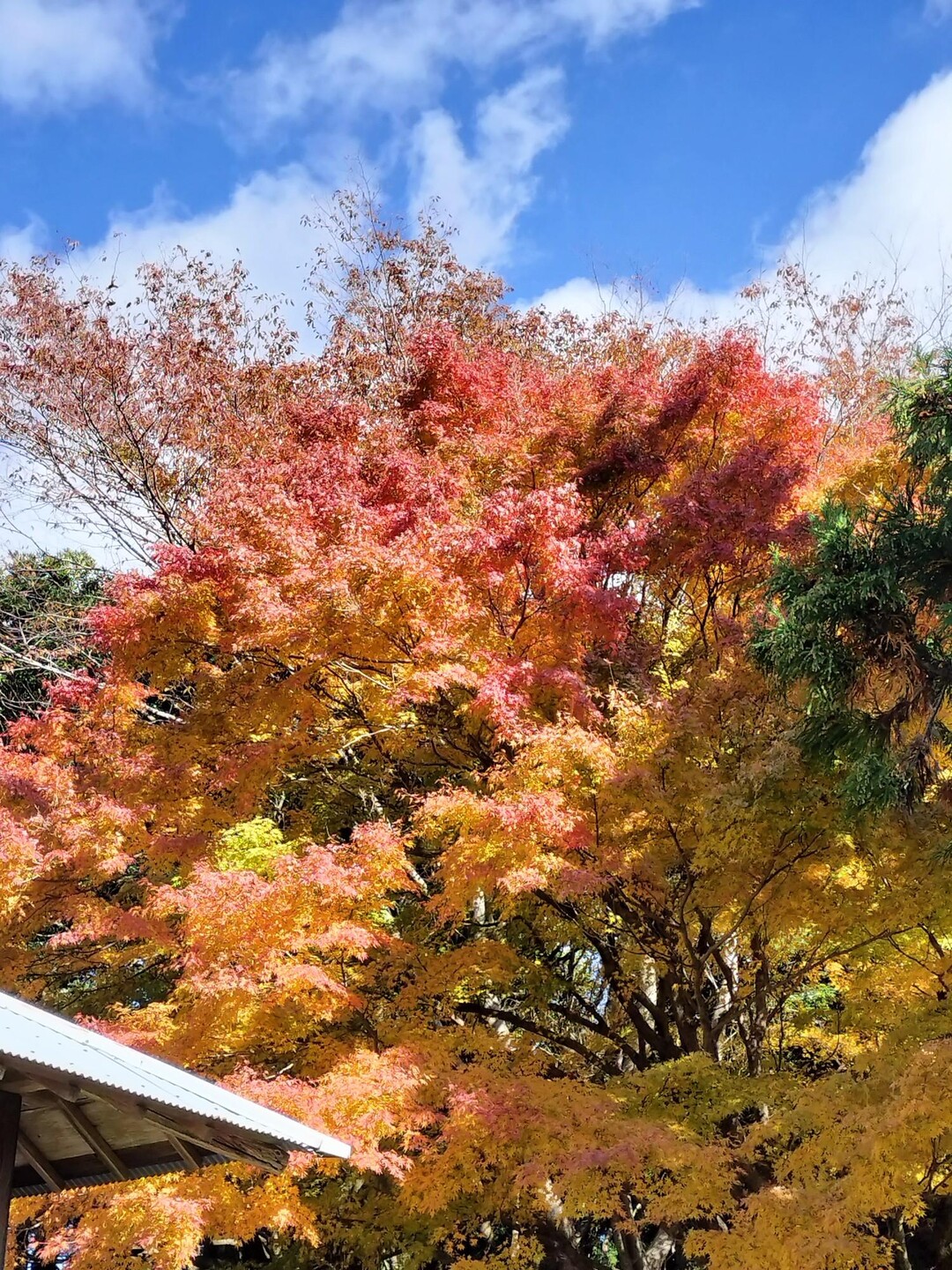 スタンプラリー つくはらキャビン愛宕山・稚子ヶ墓山・丹生山 / Temu北新地さんの丹生山・帝釈山・シビレ山の活動データ | YAMAP / ヤマップ