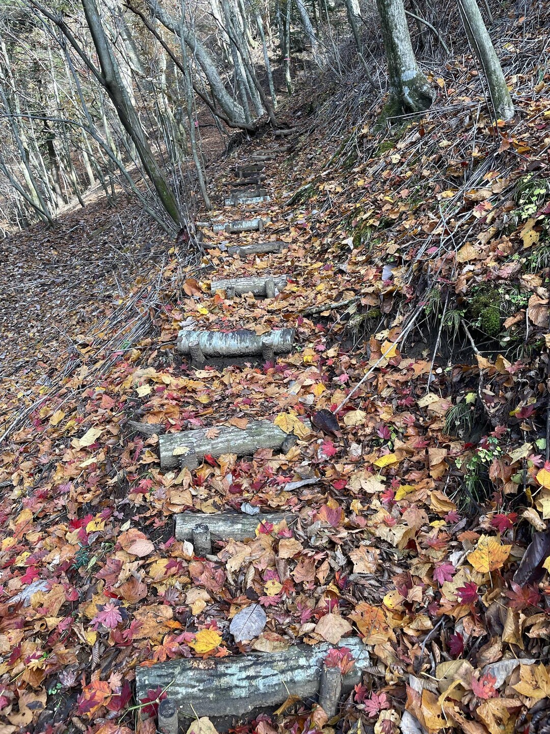 親父山・障子岳🍁 / AnKemiさんの祖母山の活動データ | YAMAP / ヤマップ