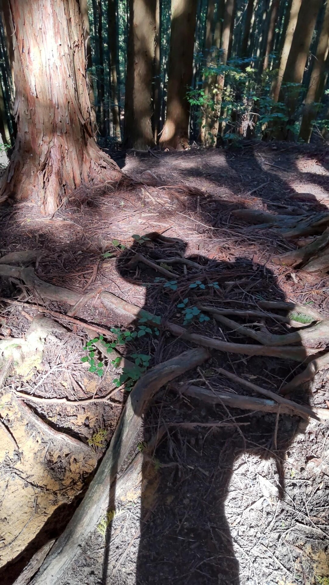 はじめての寧比曽岳 2023-10-19 / ikoanさんの寧比曽岳・筈ヶ岳・出来山の活動データ | YAMAP / ヤマップ