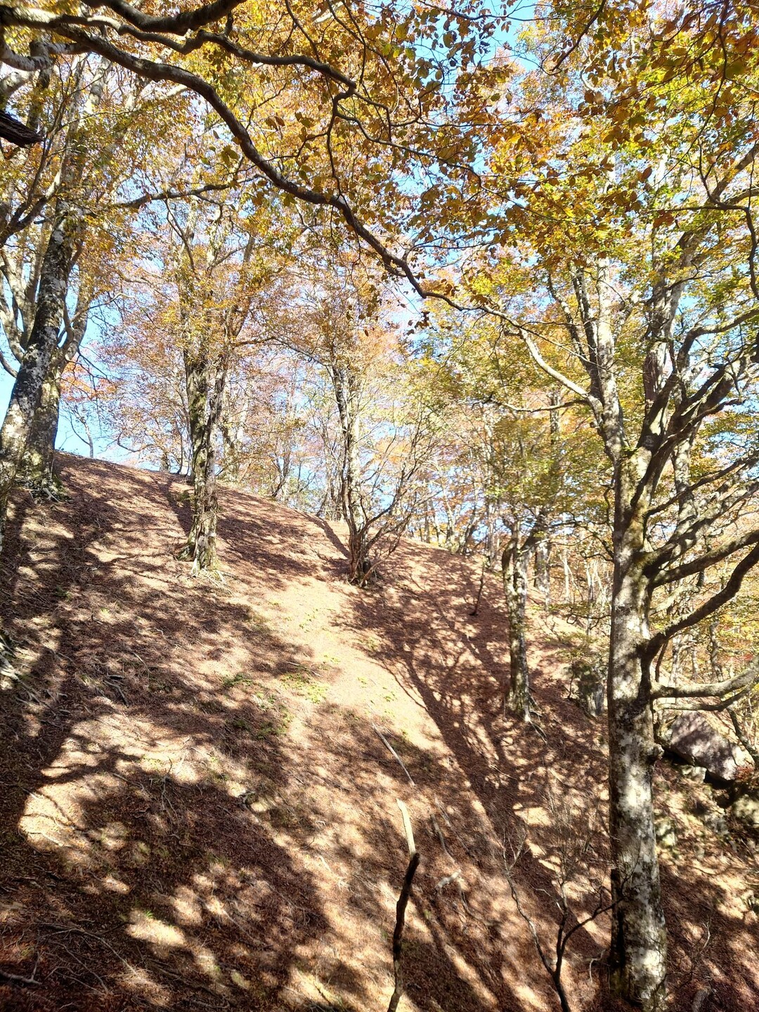 三久安山・阿舎利山 / Ken16さんの三久安山・阿舎利山・一山の活動データ | YAMAP / ヤマップ