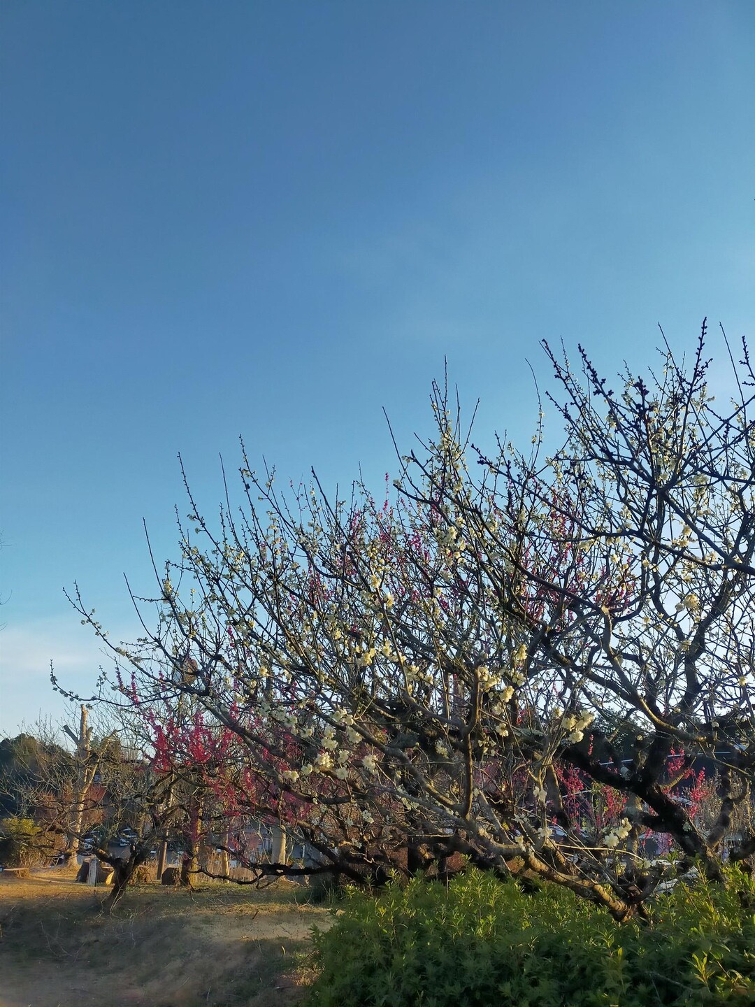 月ヶ瀬の梅を愛でに🌸 / o'rockさんの三ヶ岳・高旗山の活動データ | YAMAP / ヤマップ