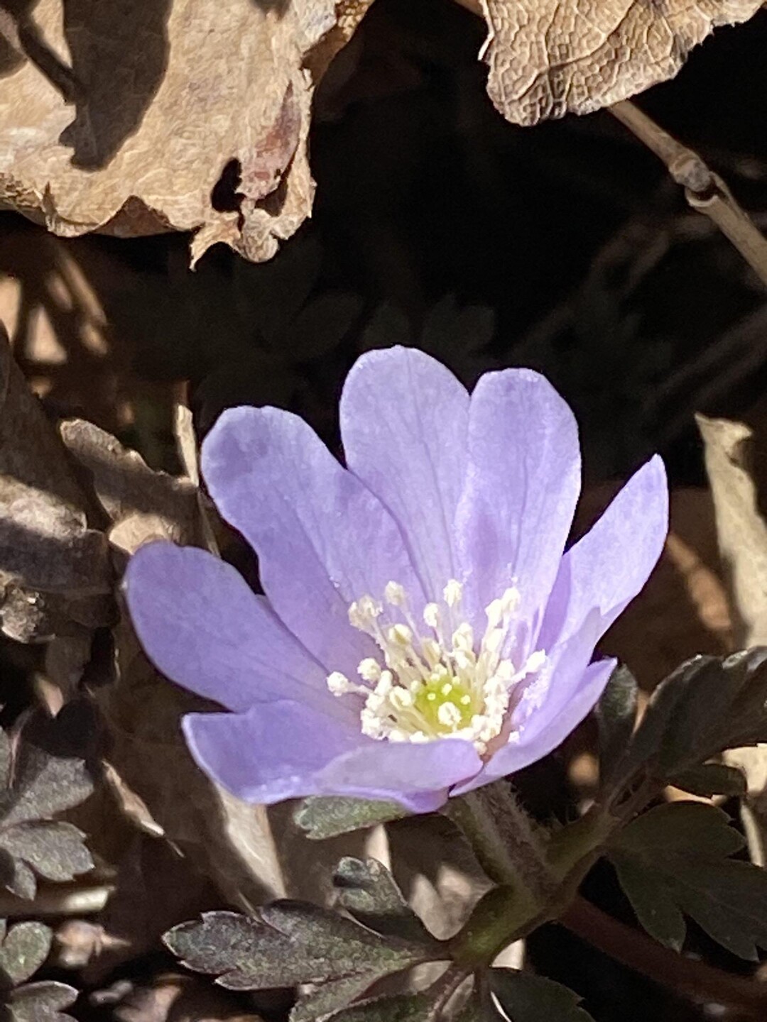 🌼檜洞丸🌸 スプリングエファメラル / chi-meroさんの塔ノ岳・丹沢山・蛭ヶ岳の活動データ | YAMAP / ヤマップ