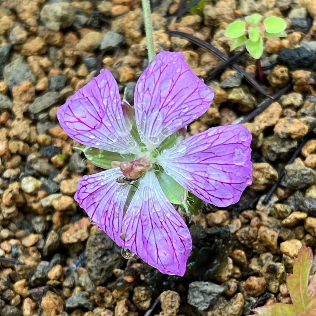 仙台に出張。ランチのついでに東北大植物園... / HISA🌿さんのモーメント | YAMAP / ヤマップ