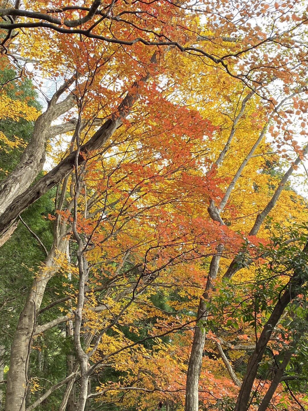 青葉山(西峰) / 𝕥𝕠𝕞𝕠さんの青葉山の活動データ | YAMAP / ヤマップ