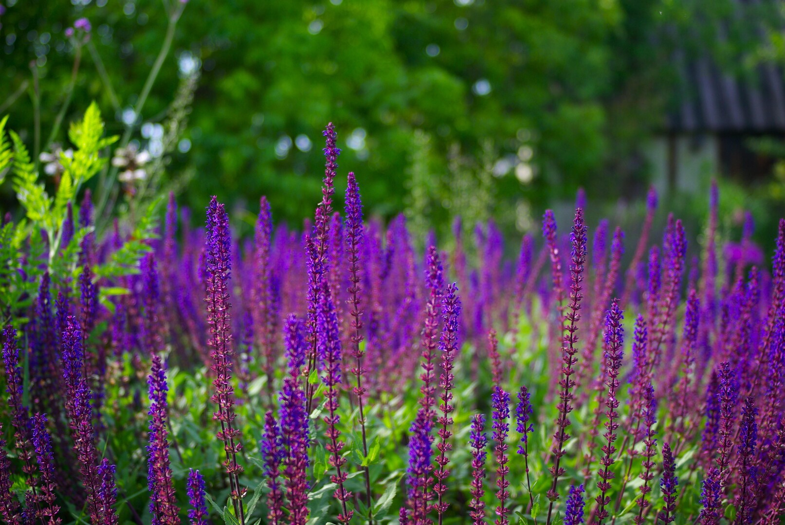 仏生山の森、オープンガーデン。 ご近所... / walker.misa🚶‍♂️さんのモーメント | YAMAP / ヤマップ