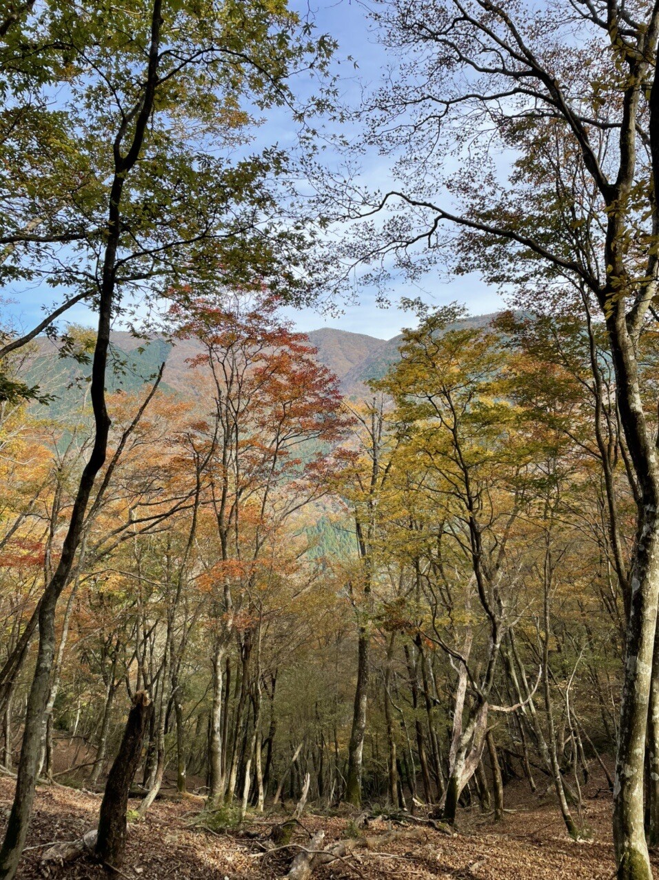 皆子山 / ha-saさんの皆子山の活動データ | YAMAP / ヤマップ