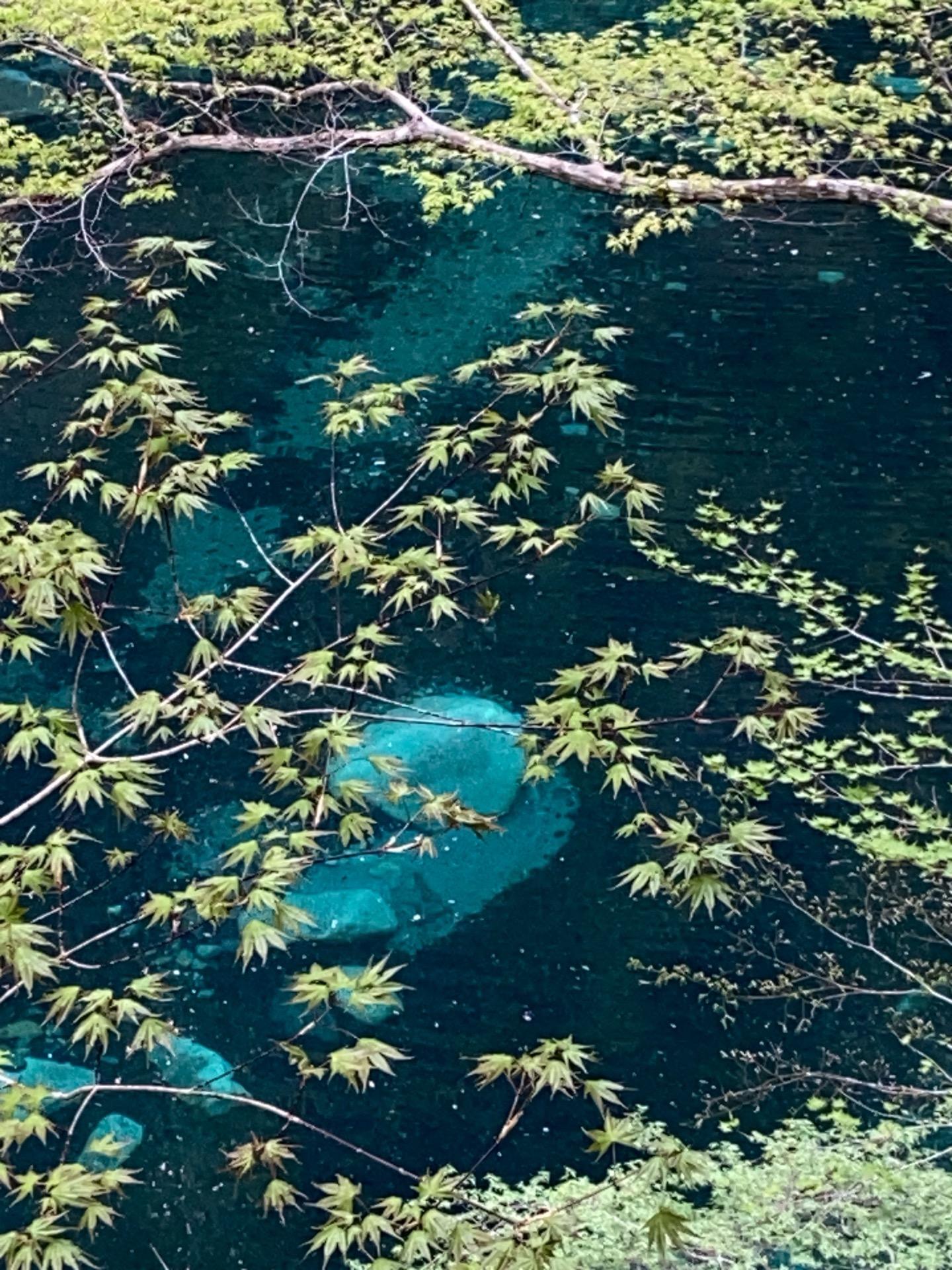 ユーシンブルー-2025-04-22 / goqooさんの塔ノ岳・丹沢山・蛭ヶ岳の活動データ | YAMAP / ヤマップ