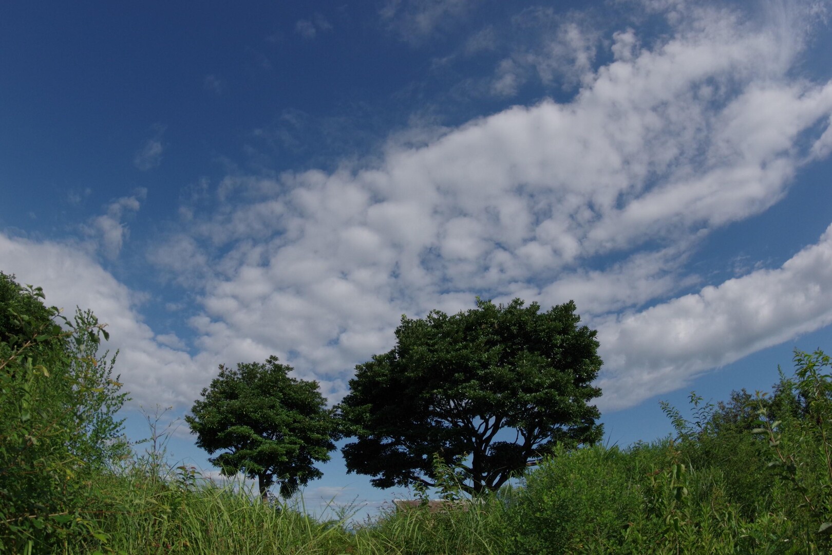 筆山～皿ヶ峰 秋の花探し9月3日 / でこぼこMamoさんの鷲尾山・皿ヶ峰・宇津野山の活動データ | YAMAP / ヤマップ