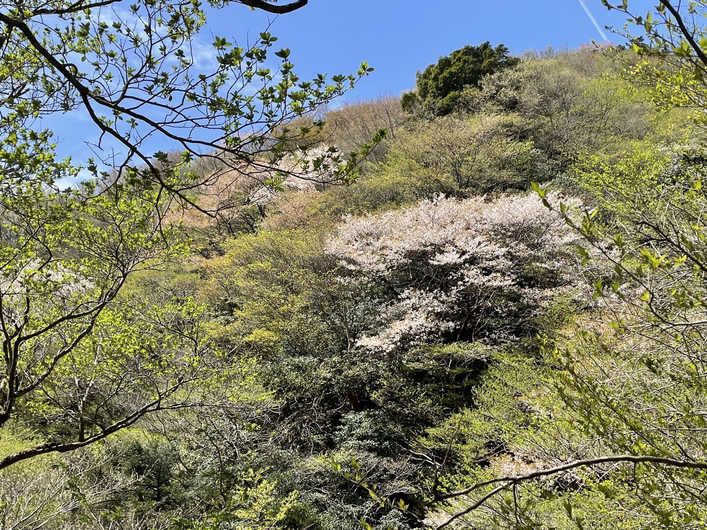 4月16日 三重県 入道ヶ岳 晴れ☀... / ISOさんのモーメント | YAMAP / ヤマップ